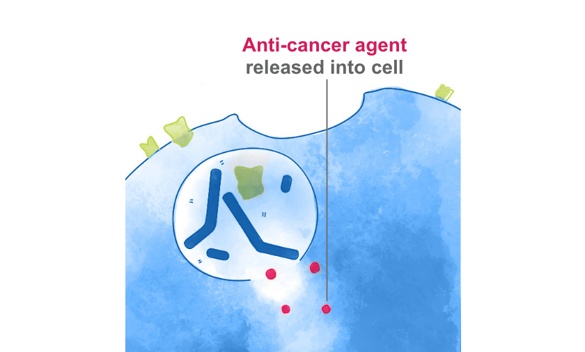 How does POLIVY® Work?