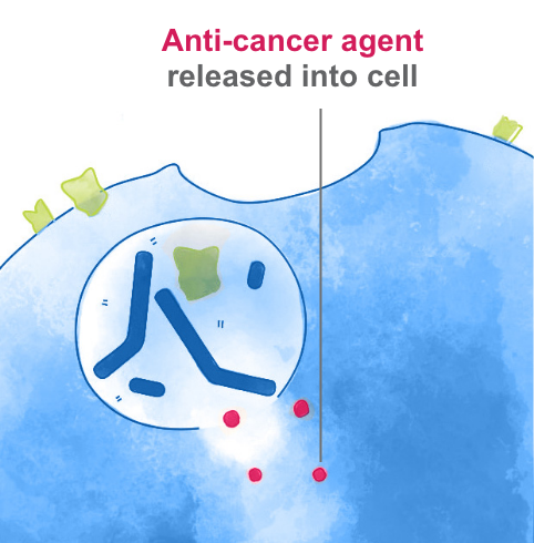 How does POLIVY® Work?