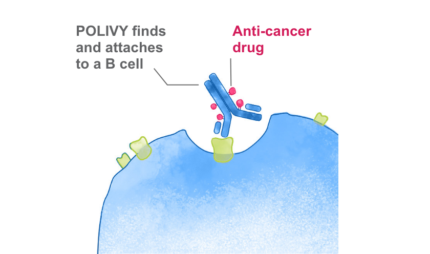 How does POLIVY® Work?