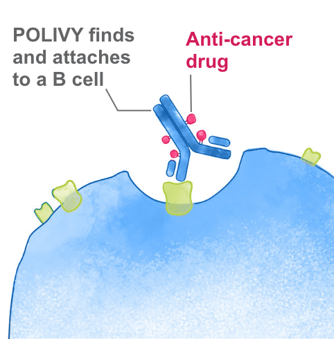 How does POLIVY® Work?
