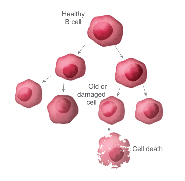 What is Diffuse Large B-Cell Lymphoma? | POLIVY® (polatuzumab vedotin-piiq)