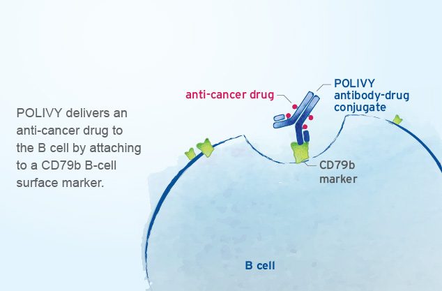 How does POLIVY® Work? | R/R DLBCL Treatment