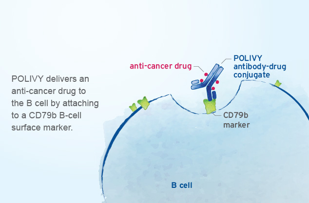 How does POLIVY® Work? | R/R DLBCL Treatment