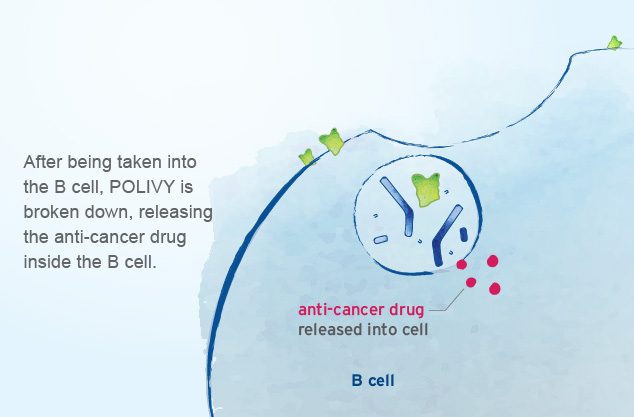 How does POLIVY® Work? | R/R DLBCL Treatment